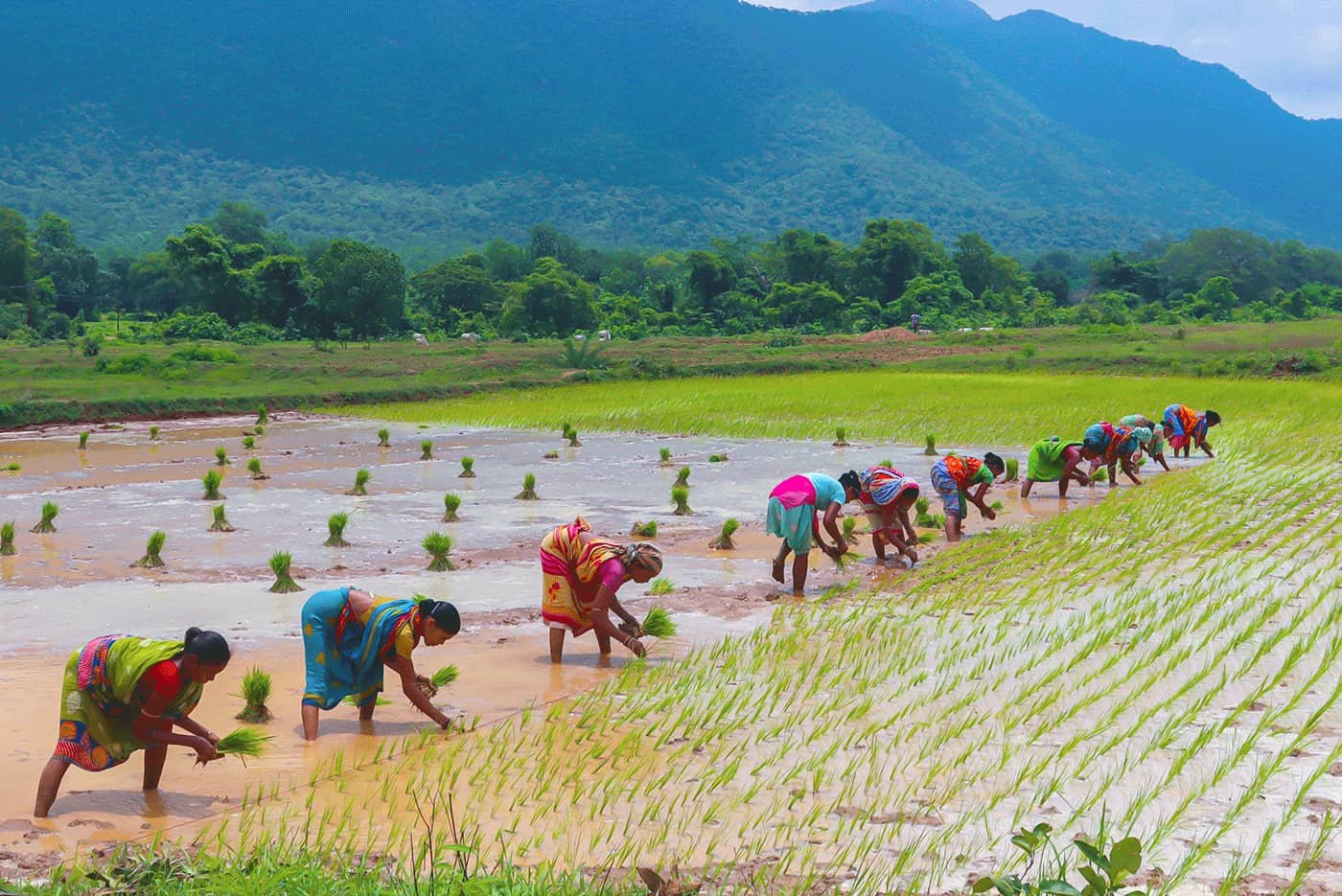 IPSA – International Pesticide Standard Alliance